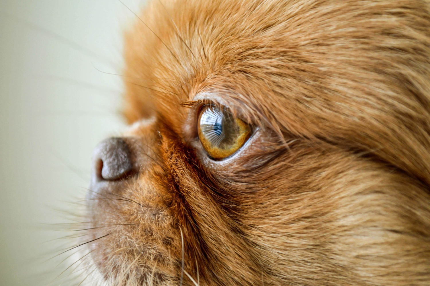 Glaucoma in Senior Dogs: Symptoms, Causes, and Best Care Tips